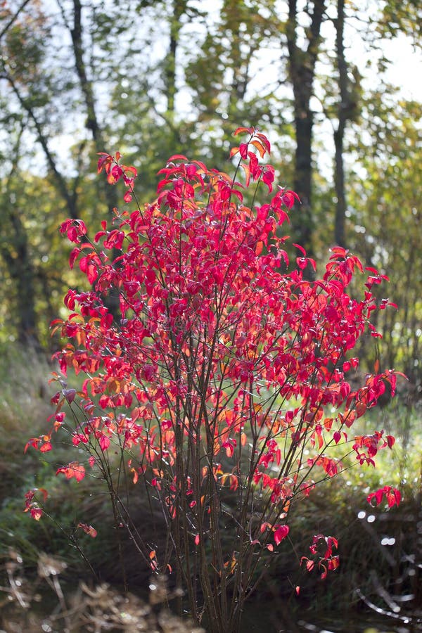 Rode struik. stock afbeelding. Image of blad, grondgebied - 21742835