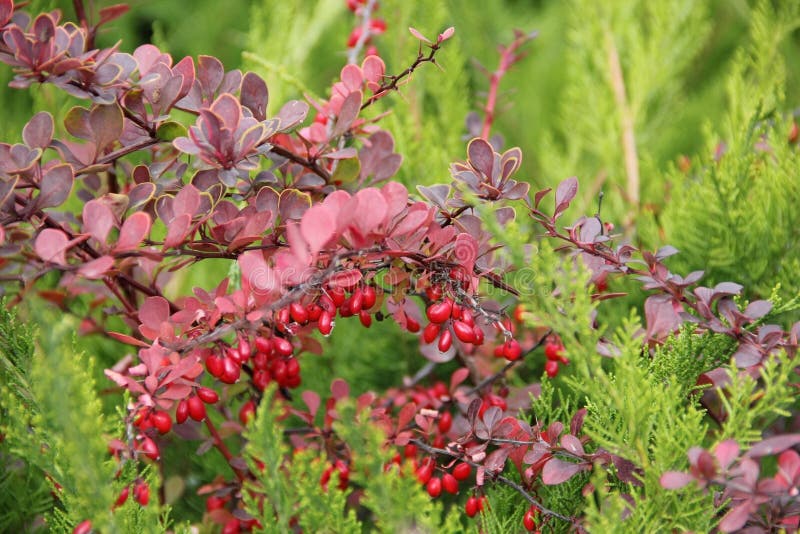 Netelige Struik Met Rode Bladeren En Bessen Stock Afbeelding - Image of ...