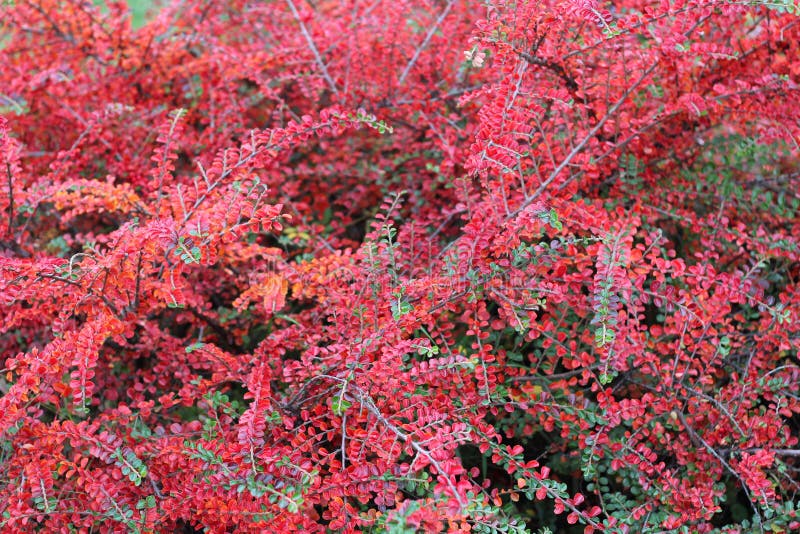 Rode Struik Van Japanse Berberis in De Herfst Stock Afbeelding - Image ...
