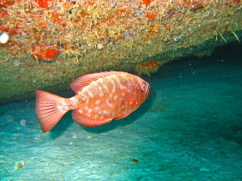 Rode Tropische Vissen stock afbeelding. Image of aquatisch - 14098281