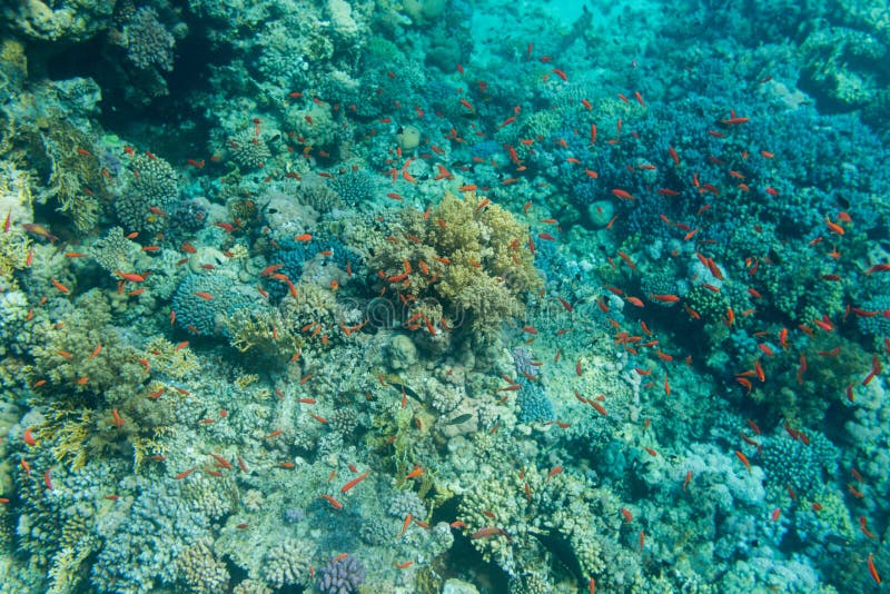 Rode tropische vissen stock foto. Image of blauw, diep - 38670834