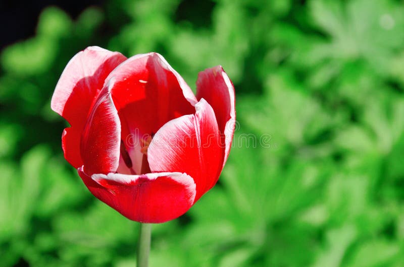 Rode tulp stock afbeelding. Image of helder, nave, flora - 103934915