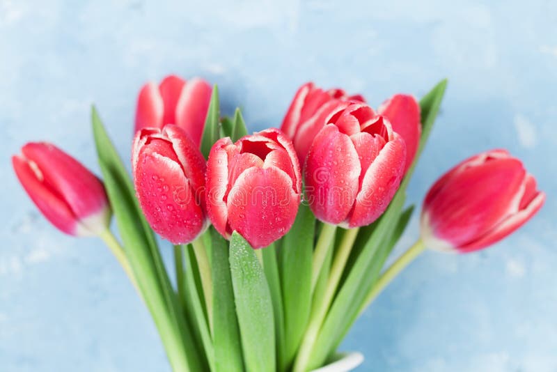 Rode tulp #01 stock afbeelding. Image of decor, achtergrond - 111423725