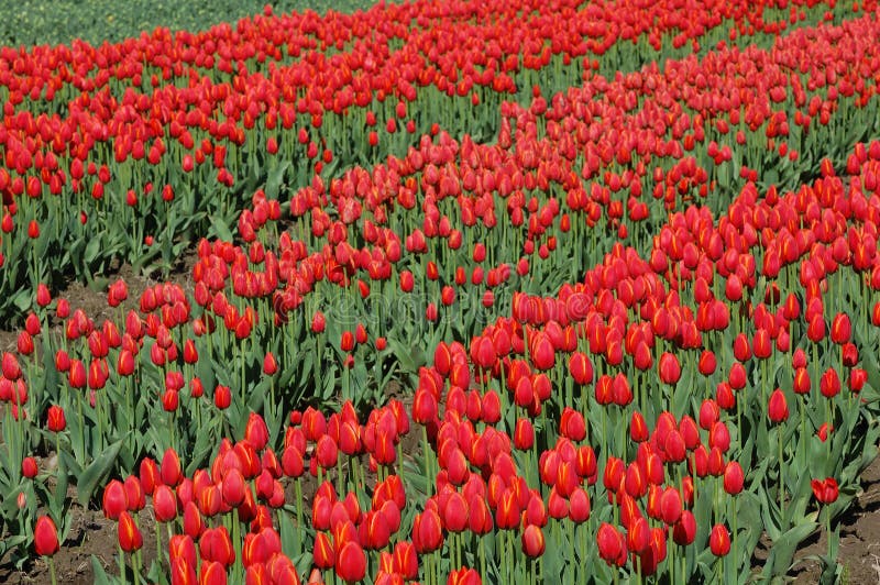 Rode tulp stock afbeelding. Image of overzees, vogel - 14585441