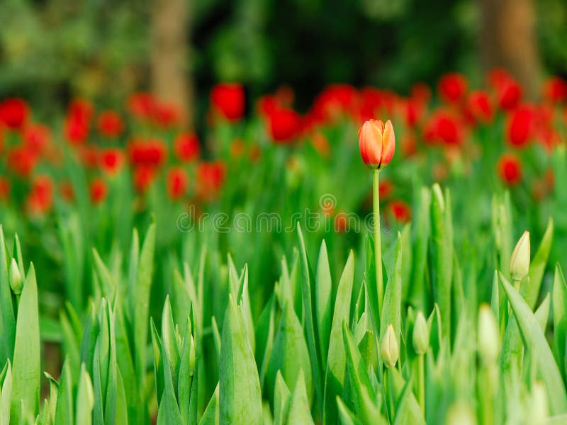 Rode tulp stock foto. Image of overgeheld, tuin, pinrad - 18196328