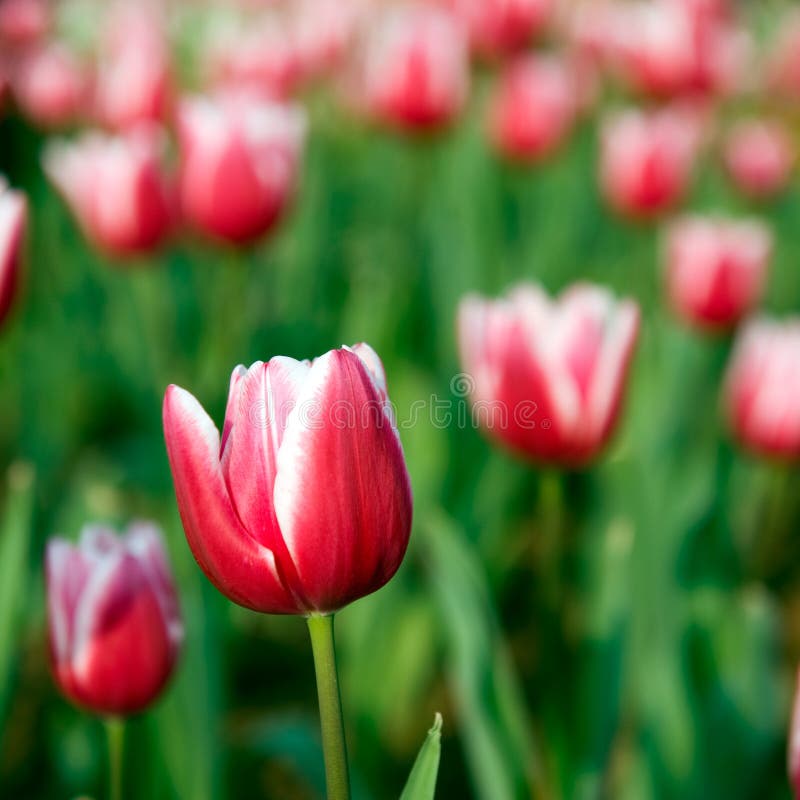 Rode tulp stock foto. Image of uitgelijnd, milieu, achtergrond - 23861966
