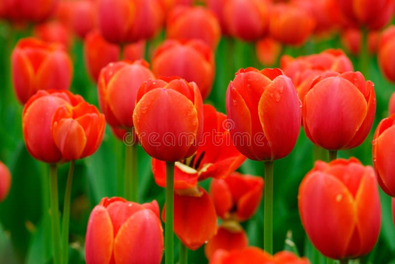 Rode tulp stock foto. Afbeelding bestaande uit bloemblaadjes - 28918060