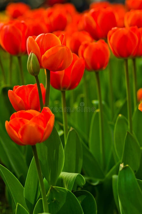 Rode tulp stock foto. Image of installatie, bloeien, landschap - 33433866