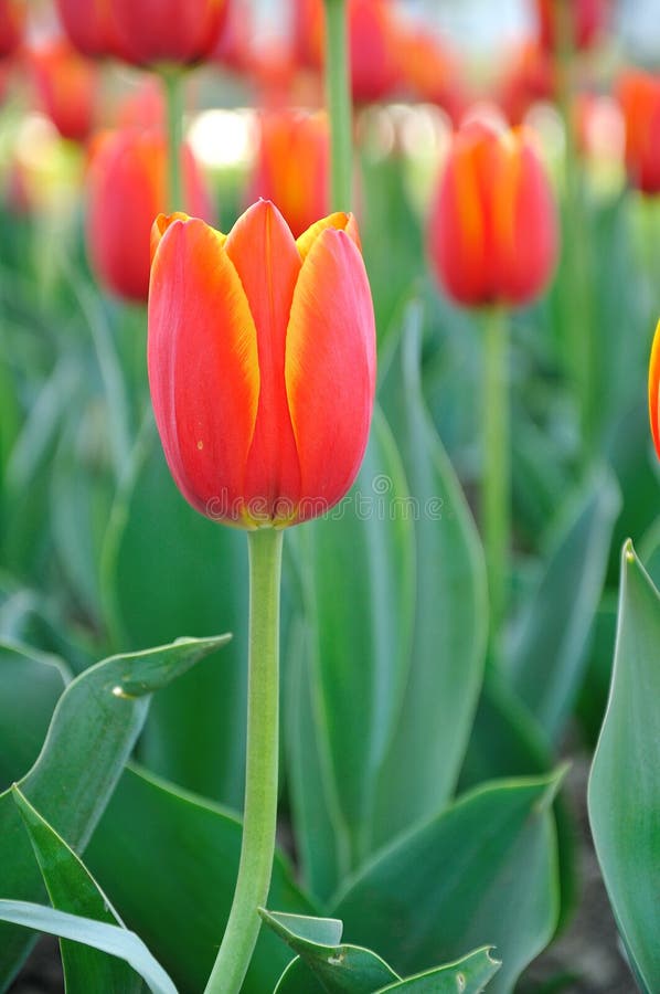 Rode tulp stock afbeelding. Image of aanplanting, hoek - 36791515