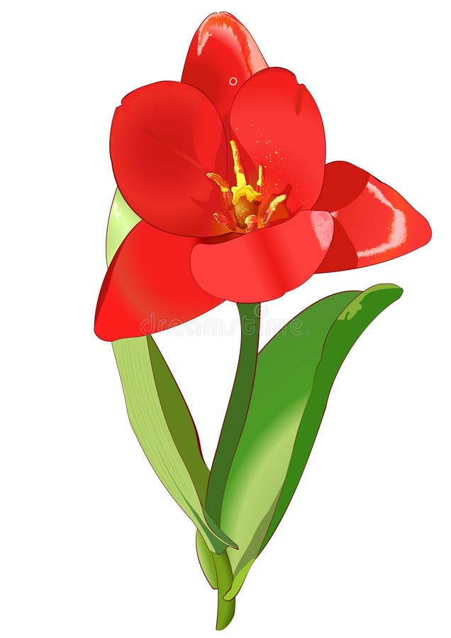 Rode tulp stock illustratie. Illustration of bloesem, lente - 7887725