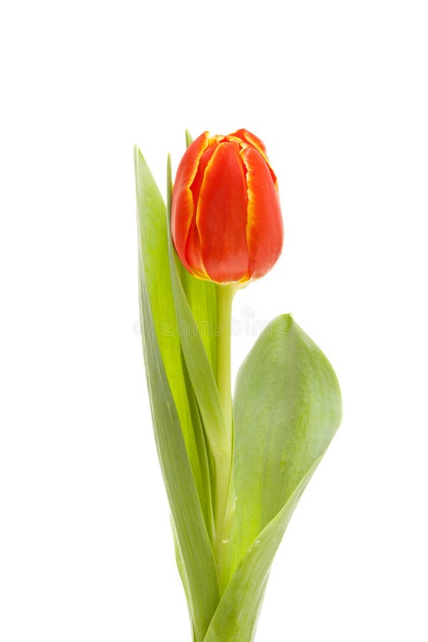Één Rode Tulp Die Op Wit Wordt Geïsoleerdi Stock Afbeelding ...
