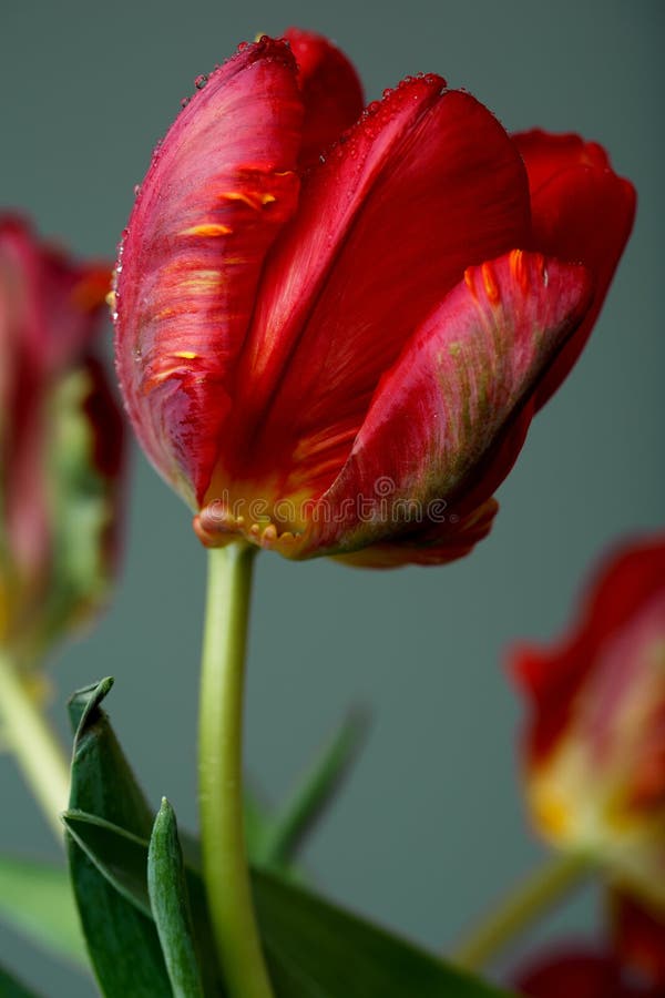 Rode Tulp met Dauw stock afbeelding. Image of bloem, studio - 30649637