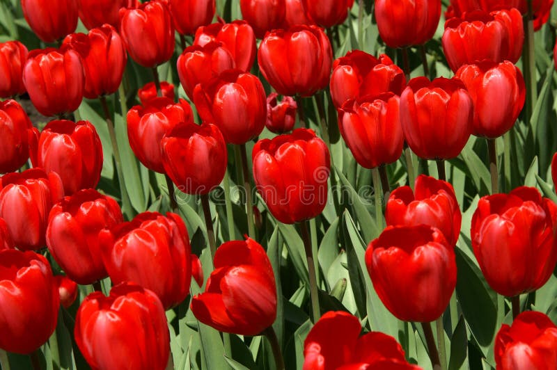 Rode Tulpen stock afbeelding. Image of tulpen, bollen - 1179309
