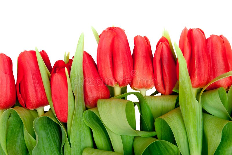 Rode tulpen stock foto. Image of decoratie, nave, verjaardag - 13270534