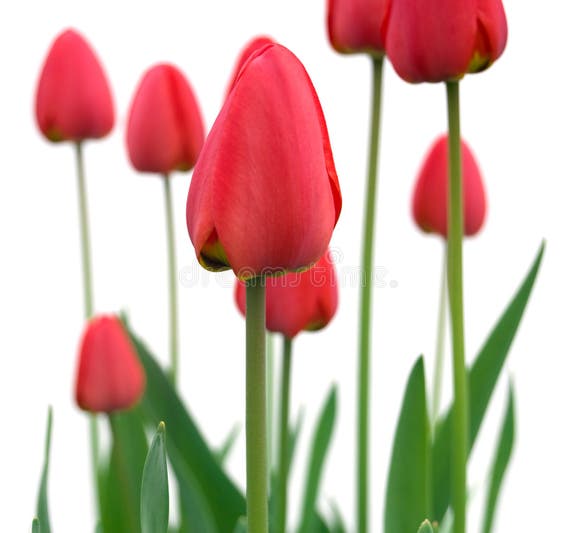 Rode tulpen stock afbeelding. Image of boeket, maart - 18494971