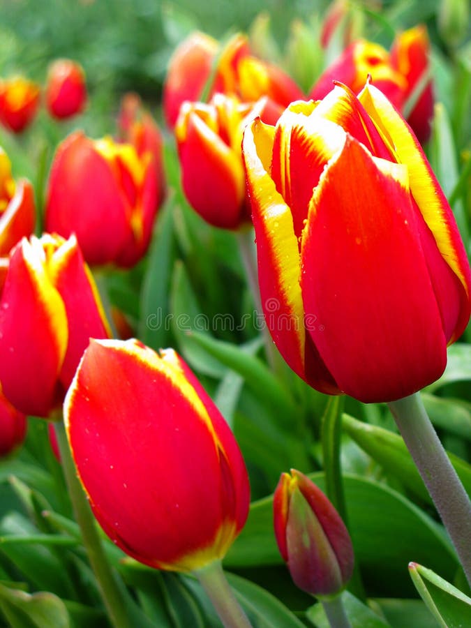 Rode Tulpen stock foto. Image of moeders, nave, rood, dalingen - 4881462