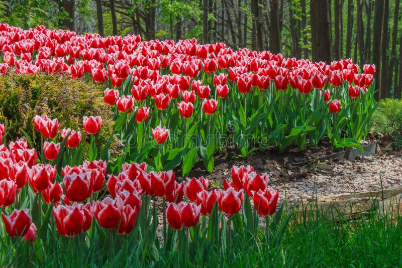 Rode tulpen stock afbeelding. Image of nave, bloembed - 71129569