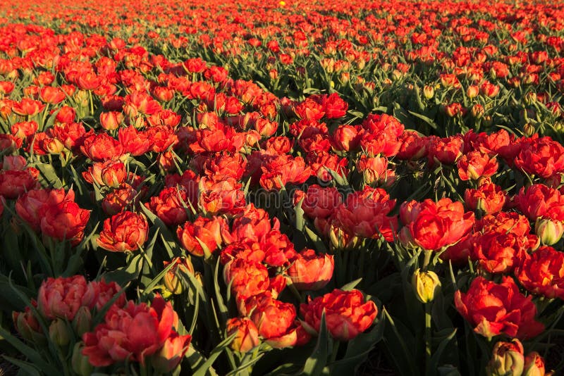 Rode tulpen in Holland stock afbeelding. Image of cultuur - 28770985