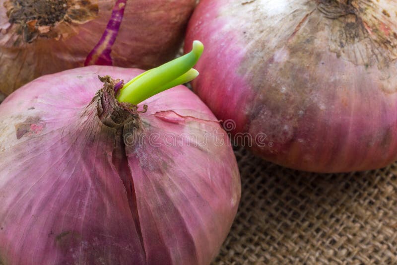 Rode ui stock foto. Image of bollen, rood, besnoeiing - 37536684