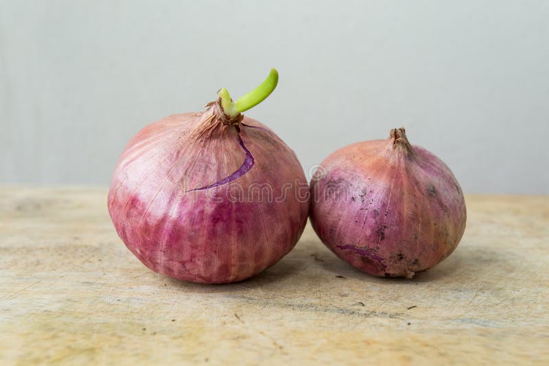 Rode Ui met kleine spruit stock afbeelding. Image of kruid - 48460531