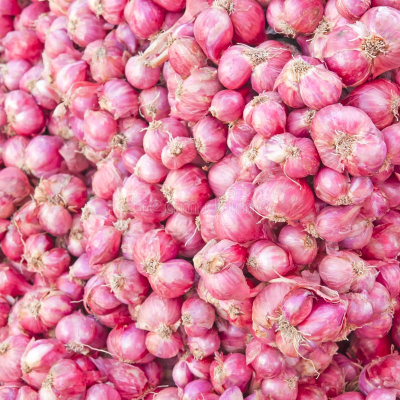 Rode Uien in Overvloed Op Vertoning Bij Lokale Landbouwers` S Markt ...