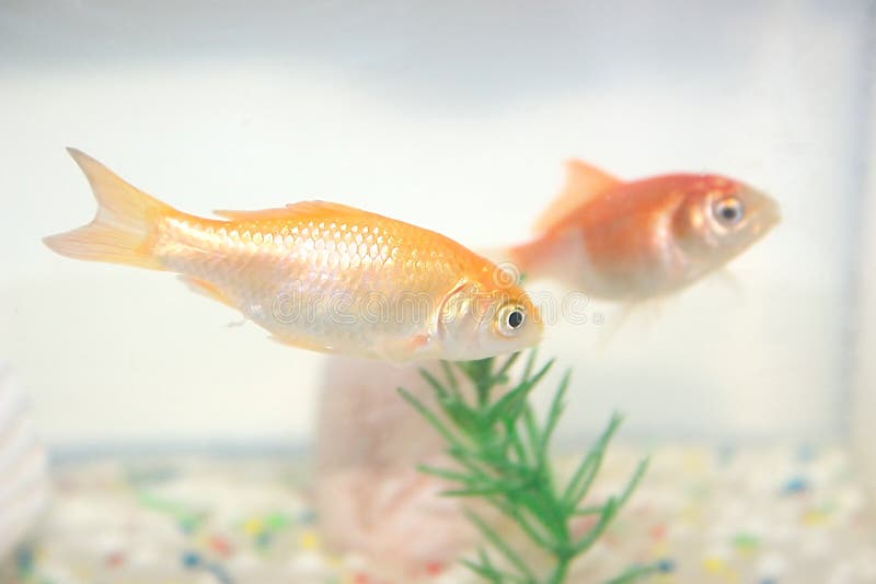 Rode vissen stock foto. Image of klein, dieren, rood, dier - 4956