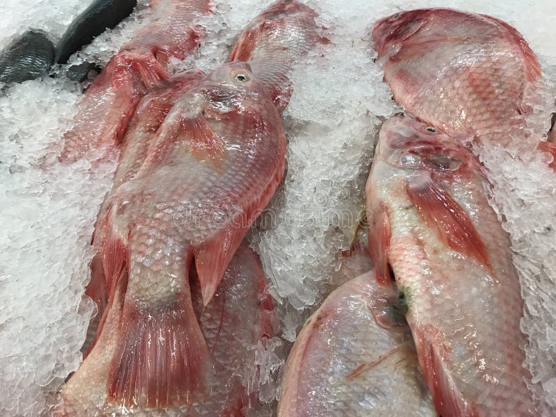 Rode vissen stock foto. Image of rood, vissen, beeld - 104096284