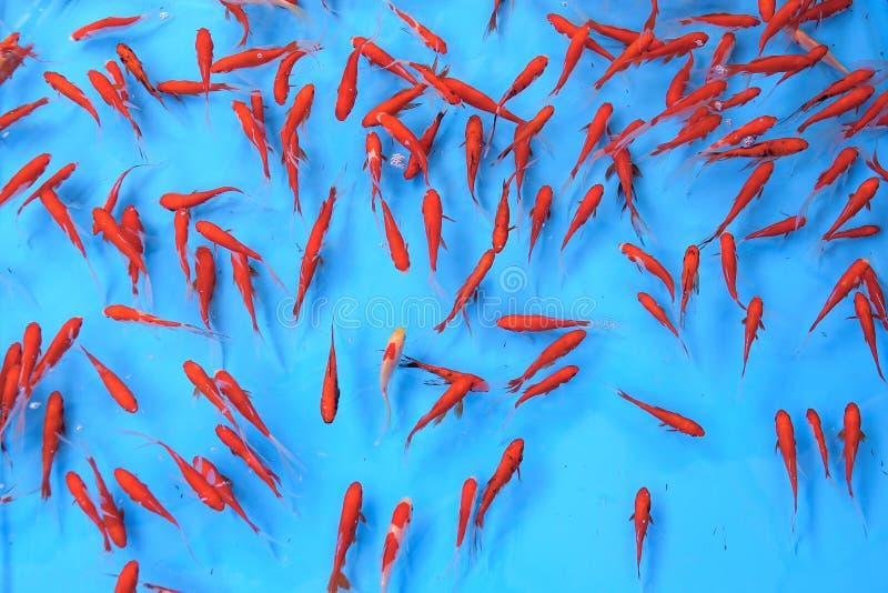 Rode vissen stock foto. Image of water, aquatisch, dier - 135335832