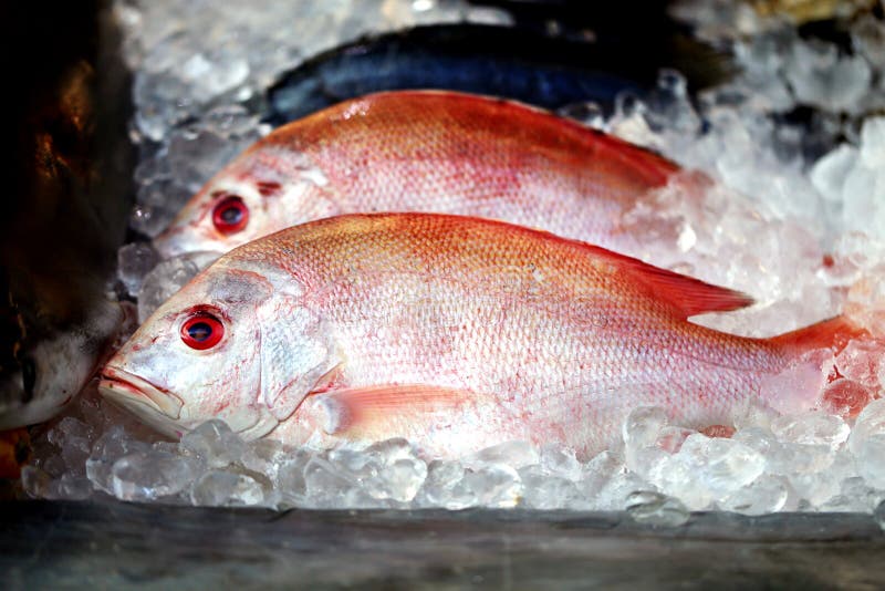 Rode vissen stock afbeelding. Image of gastronomisch - 57571087