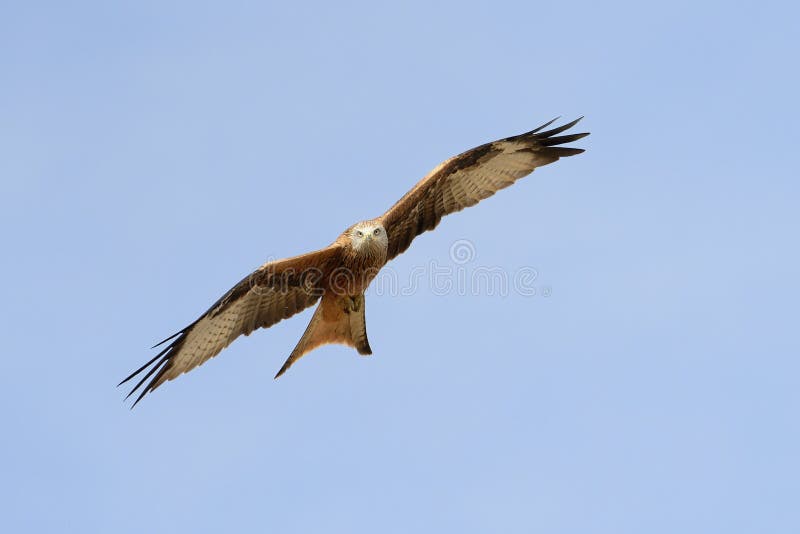 Vliegende Roofvogel Vogel in Vlieg Met Open Vleugels Actiescène Van ...