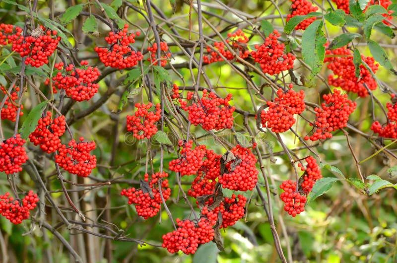 Rode Vlierbes stock afbeelding. Image of nave, boom, achtergrond - 35618305