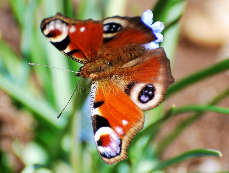 Rode Vlinder stock afbeelding. Image of kleur, antenne - 2189653