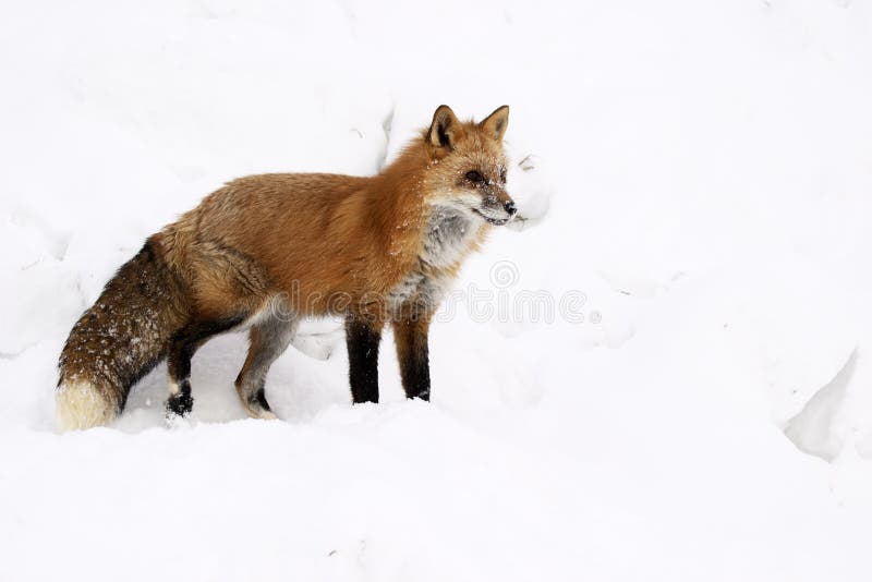 Wilde vos stock foto. Image of sneeuw, wilde, gedrag, ogen - 7788524
