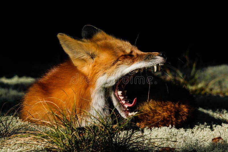 Leuke Rode Vos, Vulpes Vulpes, Dalings Bos Mooi Dier in De Aardhabitat ...