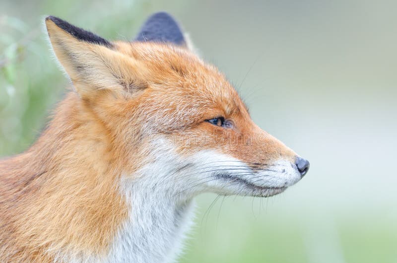 Rode Vos stock afbeelding. Image of baby, gezicht, beeld - 31122251