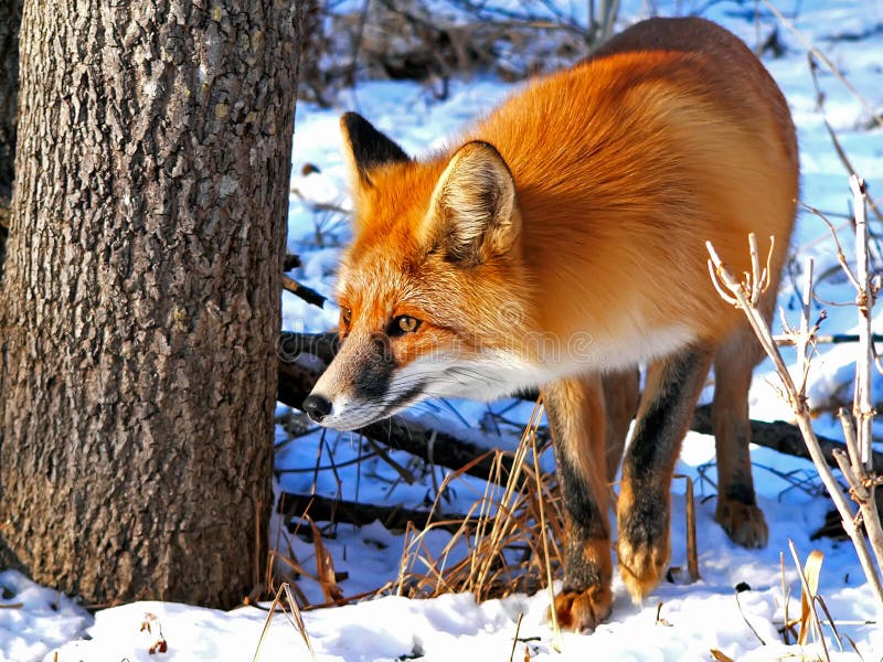 Rode Vos 34 stock foto. Afbeelding bestaande uit roofdier - 3533996