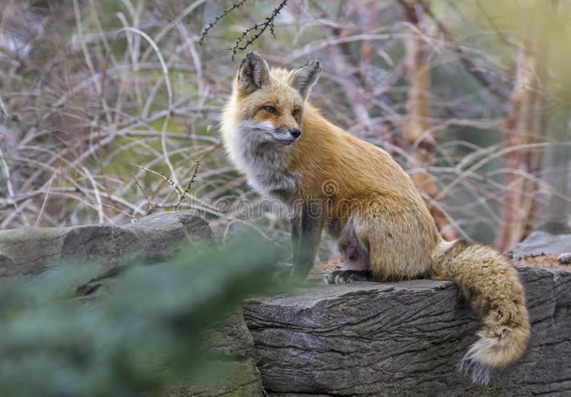 Arctische Vos, Witte Vos, Poolvos, Polaire Vos, Sneeuwvos Vulpes ...