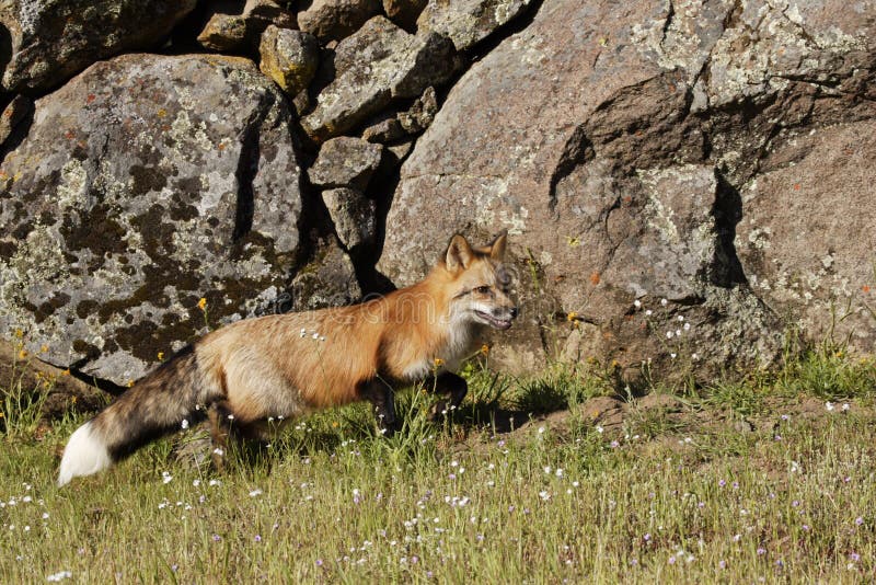 De rode Vos jaagt 1 stock foto. Image of ogen, openlucht - 1948202