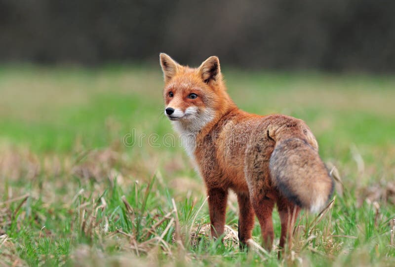 Rode Vos stock foto. Image of jager, jacht, gebied, spel - 52105956