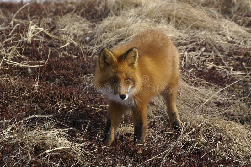 Rode vos stock foto. Image of bont, fauna, omslachtig - 8052718