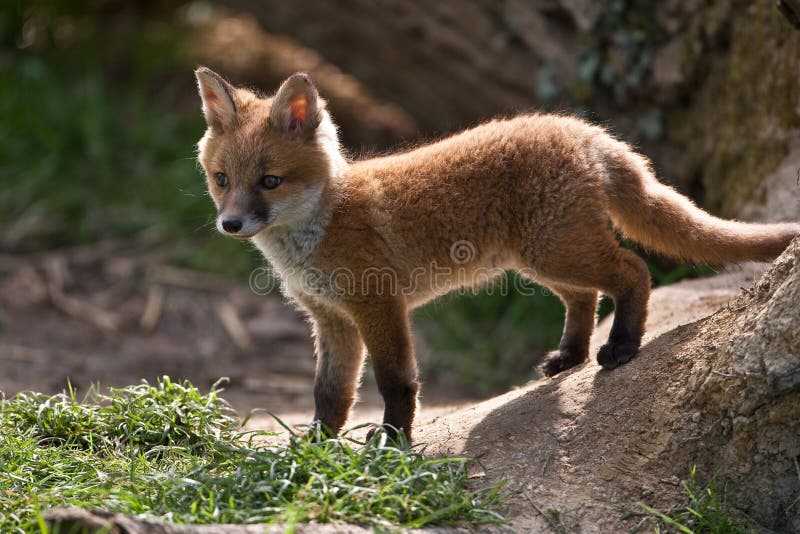 Rode Vos buiten Hol stock foto. Image of jacht, wild - 10687312