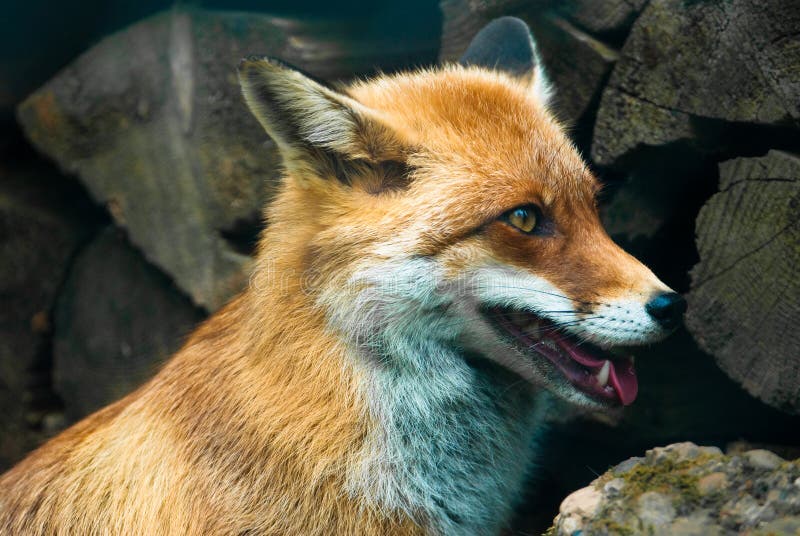 Rode Vos (lat. Vulpes Vulpes) Stock Afbeelding - Image of zoogdier ...