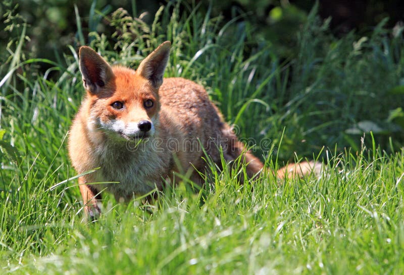 Rode Vos stock afbeelding. Image of omslachtig, uitziend - 9639061