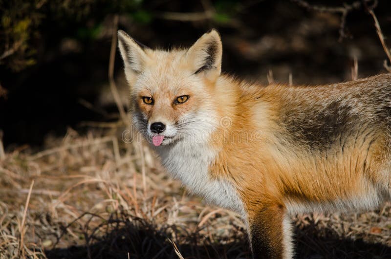 De Amerikaanse Rode Vos Van De Baby Stock Foto - Afbeelding bestaande ...