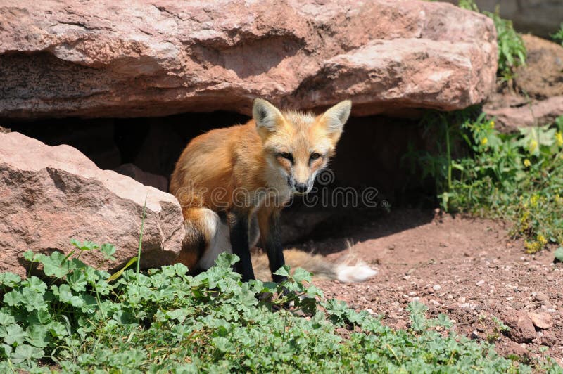 Rode Vos buiten Hol stock foto. Image of jacht, wild - 10687312