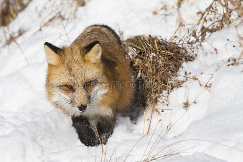 Rode Vos Die Naar Camera Lopen Stock Afbeelding - Image of ogen ...
