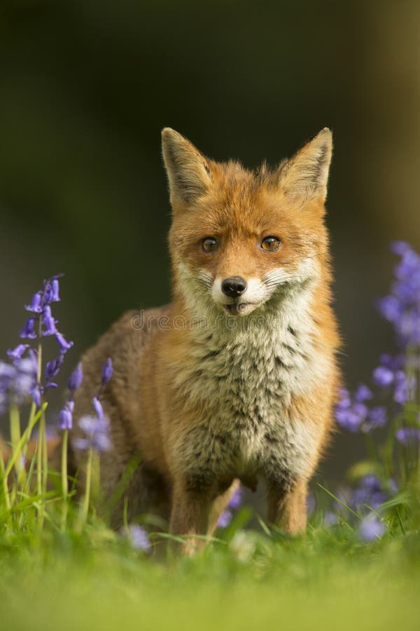 Rode Vos in Klokjes - Vulpes Vulpes Stock Foto - Image of europa, wild ...