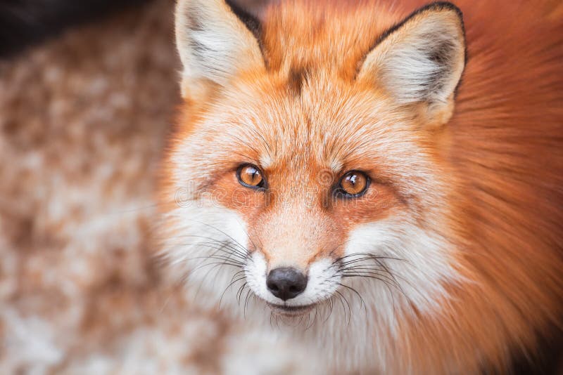 Japanse Rode Vos in De Sneeuwwinter, Miyagi, Sendai, Japan Stock Foto ...