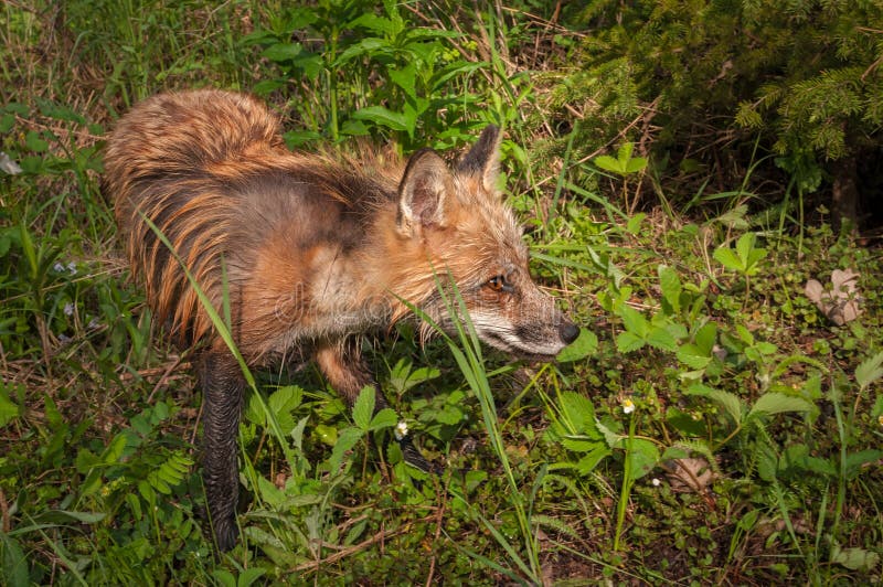 Rode Vos Vixen & X28; Vulpes Vulpes& X29; Kijkt Net Stock Foto - Image ...