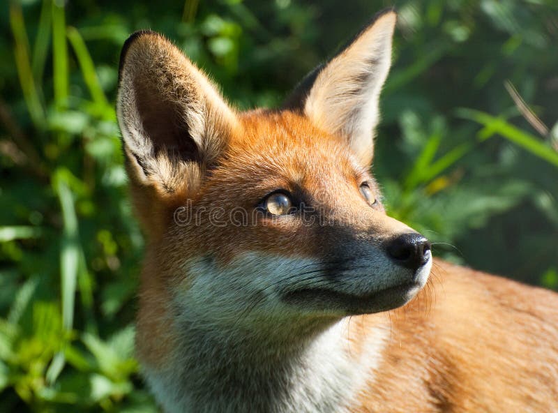 Rode vos (vulpes vulpes) stock afbeelding. Image of rood - 20242663